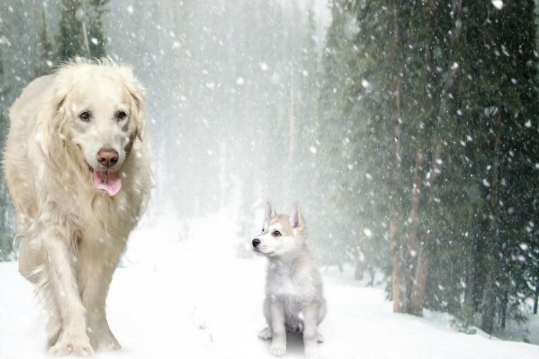 Ski Holidays with Dogs: Dog Friendly Chalets & Ski Resorts for Pets
